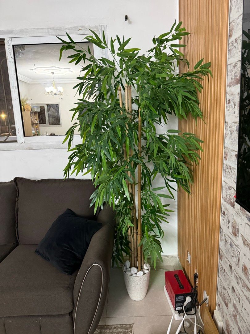 plante artificielle | FIZZ Côte d'Ivoire